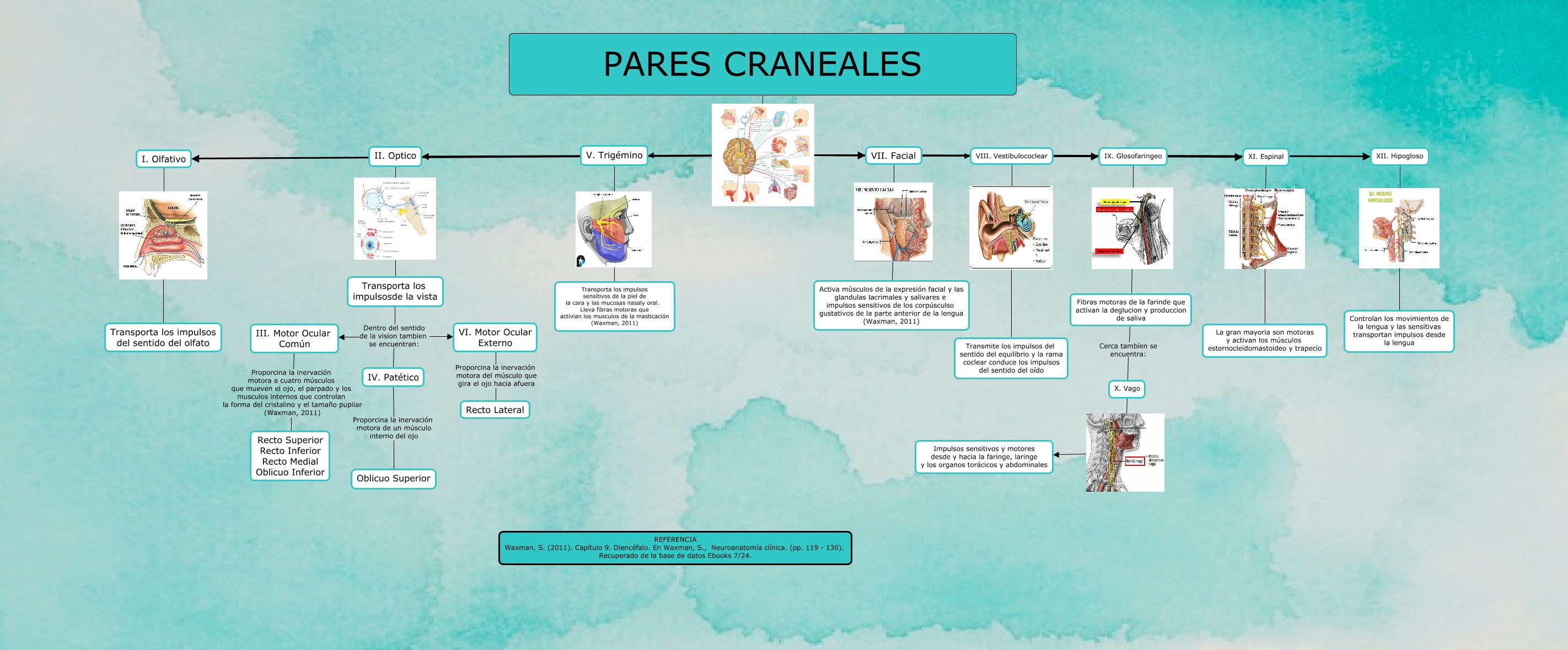Mapa_Conceptual_Pares_Craneales_Karol Yineth_De Alba Torres